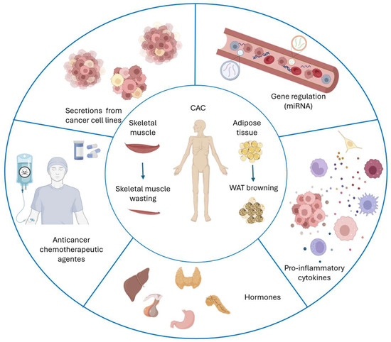 In Vitro Models for Cancer-Associated Cachexia: The Complex Modelling ...