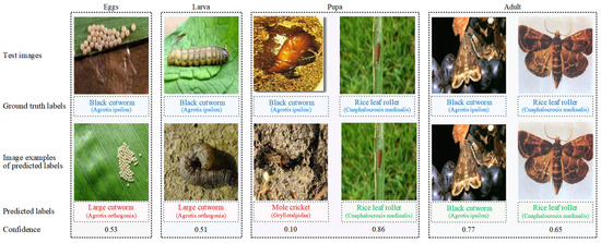 Enhanced Pest Recognition Using Multi-Task Deep Learning with the ...