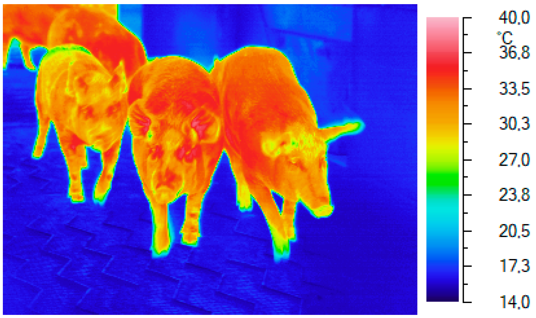Applied Sciences | Free Full-Text | A Precision Livestock Farming Technique from Breeding to ...