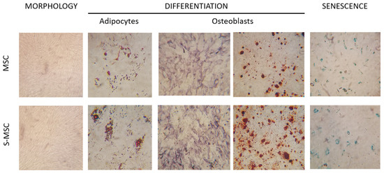 Characterization of Mesenchymal Stromal Cells after Serum Starvation ...