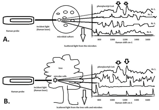 Applications of Raman Microscopy/Spectroscopy-Based Techniques to Plant ...