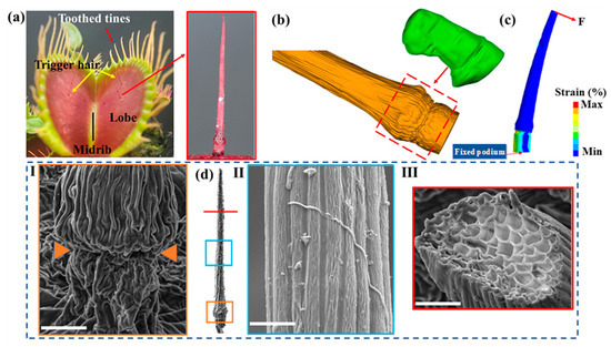 Characterization and Theoretical Analysis of the Venus Flytrap Trigger Hair