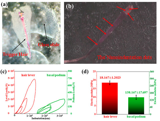 Characterization and Theoretical Analysis of the Venus Flytrap Trigger Hair