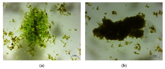 Applied Sciences | Free Full-Text | The Role of the Microalgae–Bacteria Consortium in Biomass ...