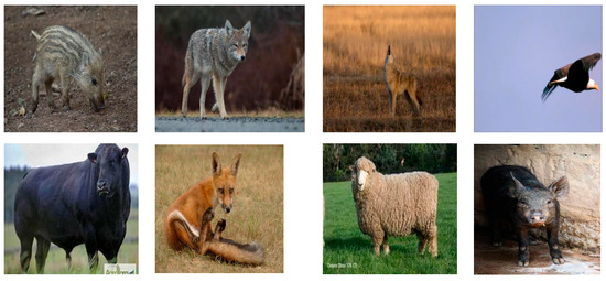 Detection of Threats to Farm Animals Using Deep Learning Models: A ...