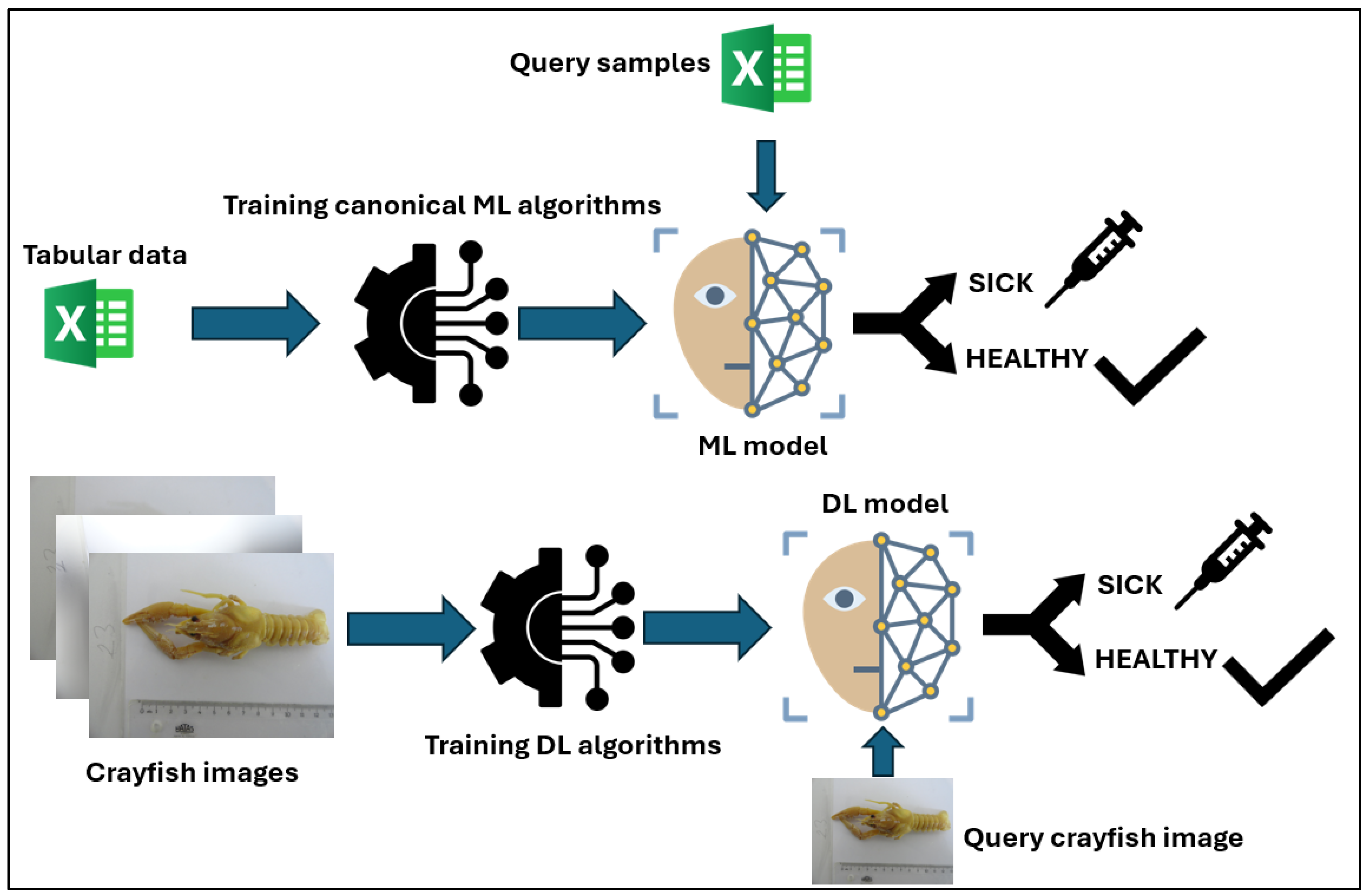Applied Sciences | Free Full-Text | Advancing Crayfish Disease ...