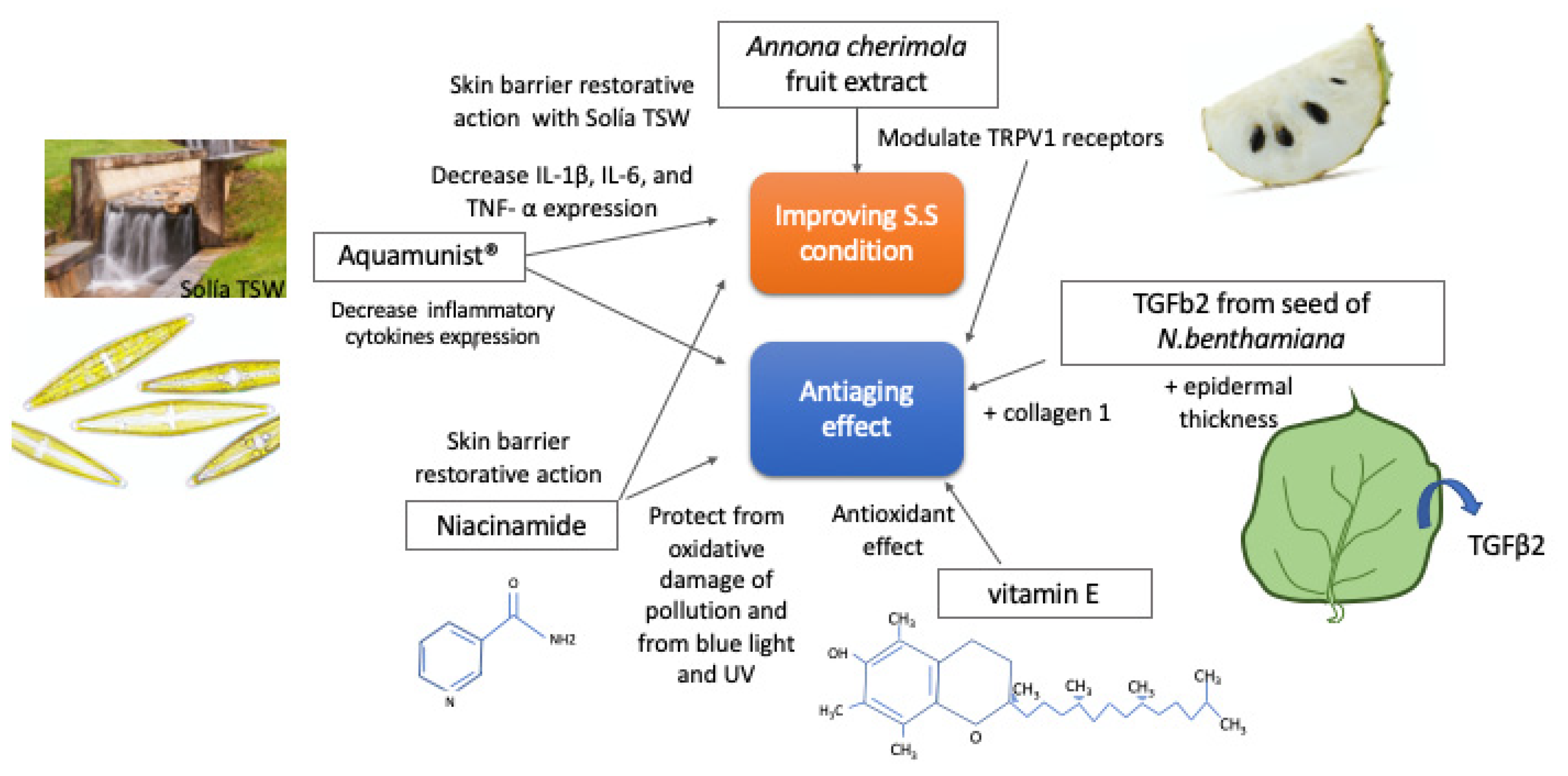 Clinical Tolerability and Efficacy Establishment of a New Cosmetic ...