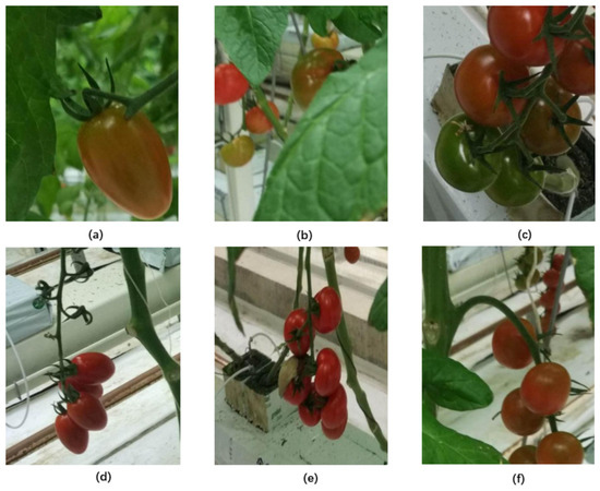 RT-DETR-Tomato: Tomato Target Detection Algorithm Based on Improved RT ...