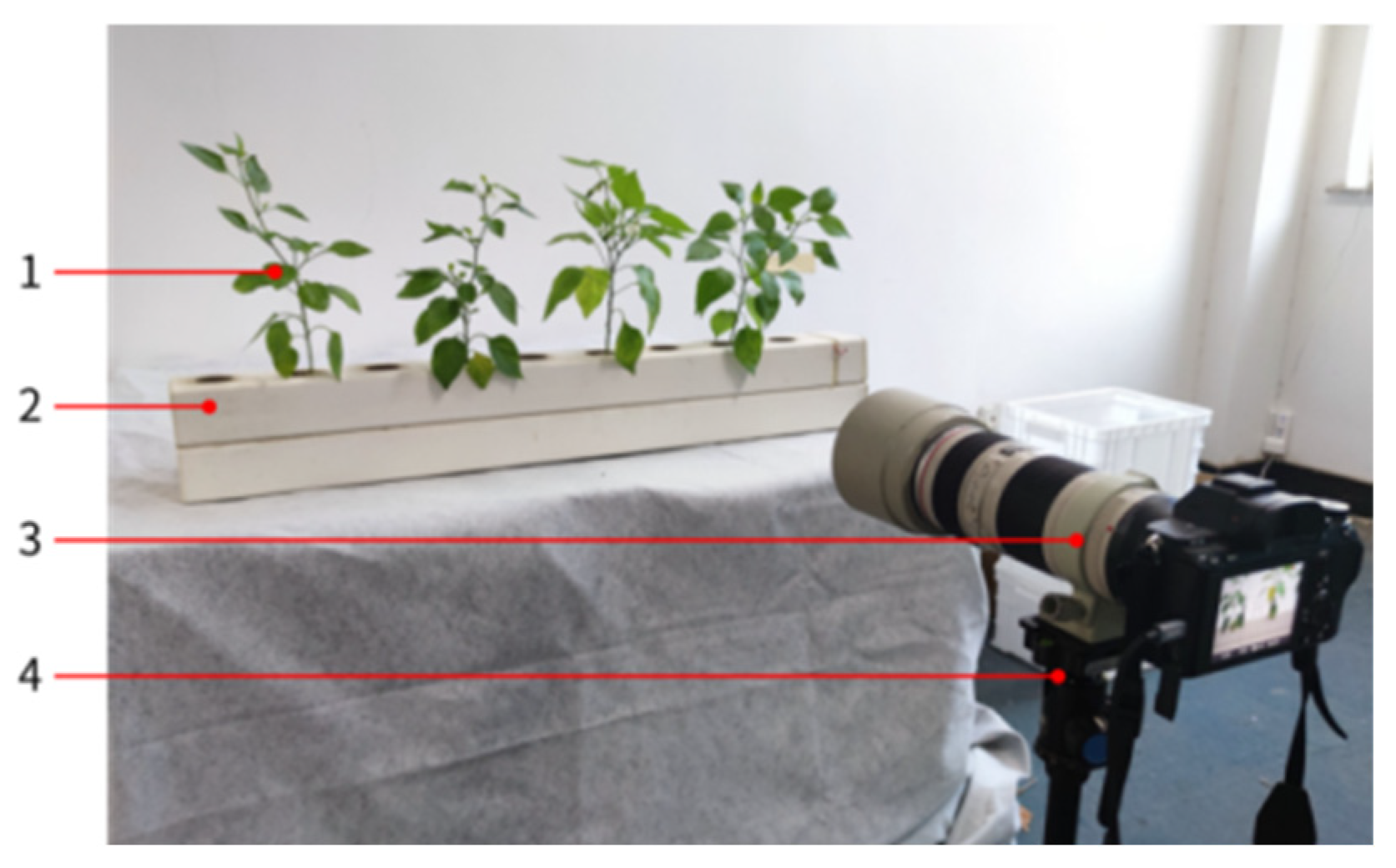 A Multi-Plant Height Detection Method Based on Ruler-Free Monocular ...