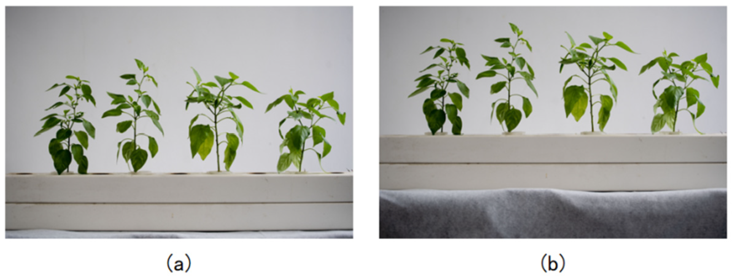 A Multi-Plant Height Detection Method Based on Ruler-Free Monocular ...