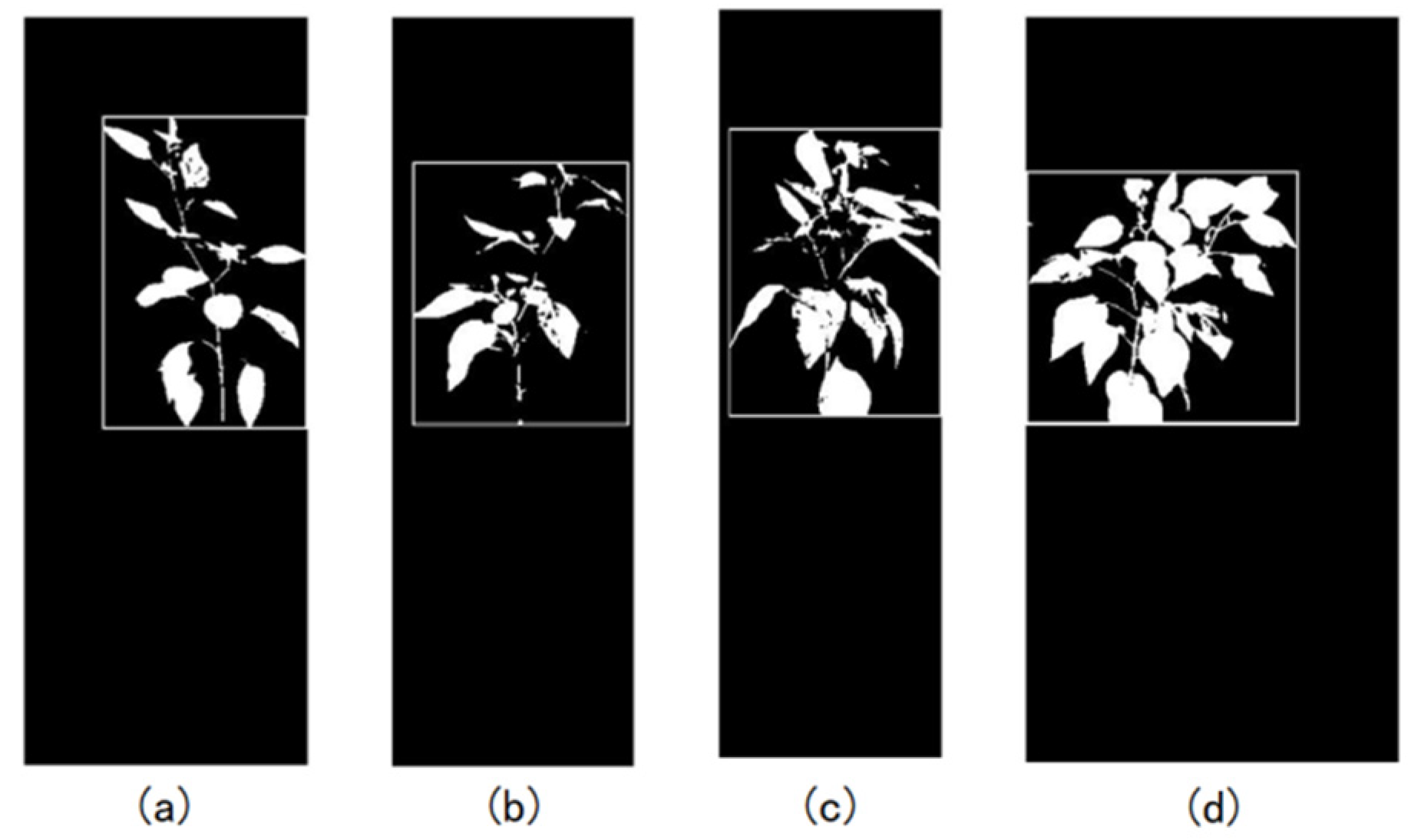A Multi-Plant Height Detection Method Based on Ruler-Free Monocular ...