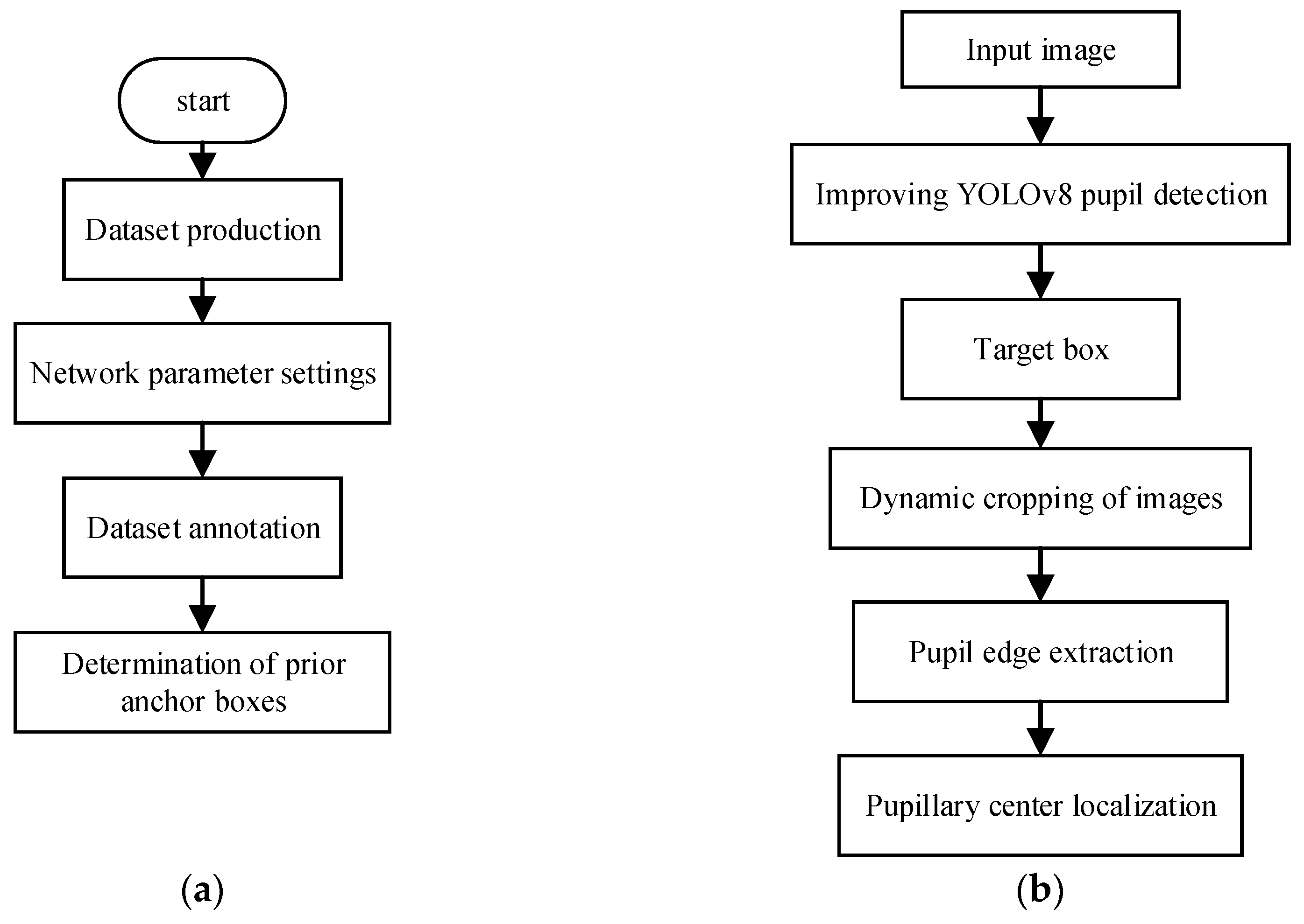 Research on Pupil Center Localization Detection Algorithm with Improved YOLOv8