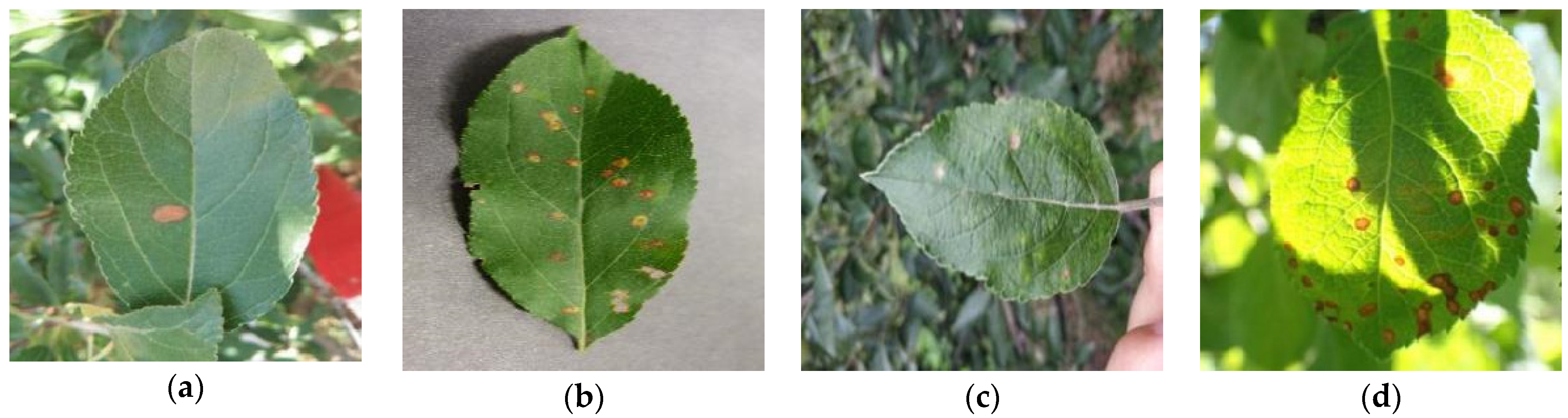 A Lightweight YOLOv8 Model for Apple Leaf Disease Detection