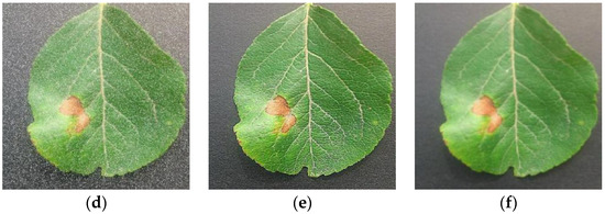 A Lightweight YOLOv8 Model for Apple Leaf Disease Detection