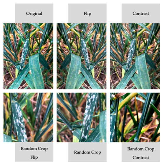 Wheat Powdery Mildew Detection with YOLOv8 Object Detection Model