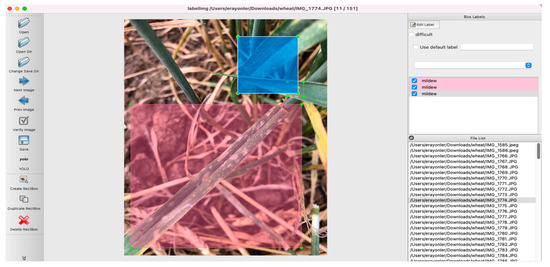 Wheat Powdery Mildew Detection with YOLOv8 Object Detection Model