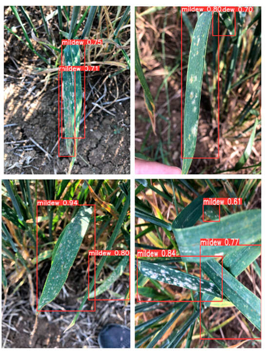 Wheat Powdery Mildew Detection with YOLOv8 Object Detection Model