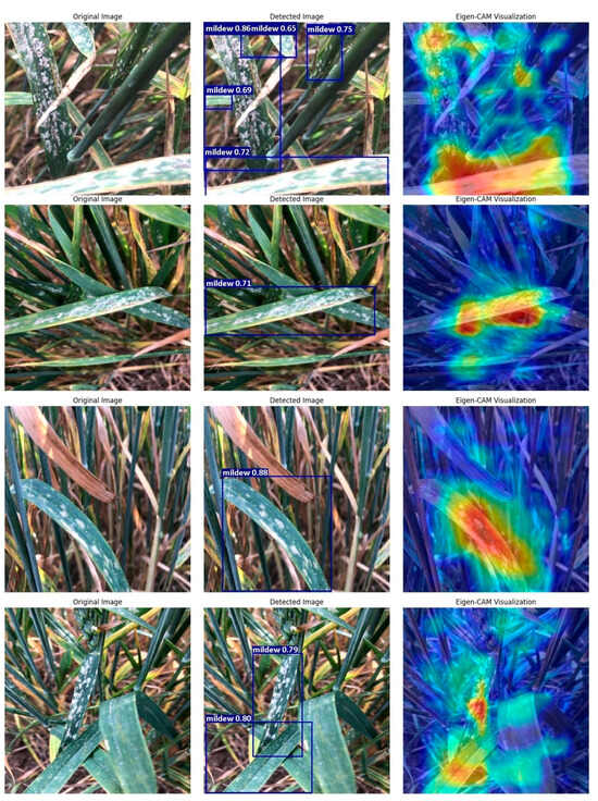 Wheat Powdery Mildew Detection with YOLOv8 Object Detection Model