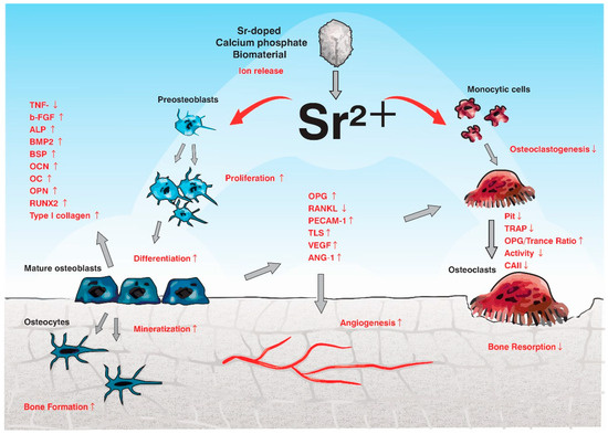 The Effects of the Addition of Strontium on the Biological Response to ...