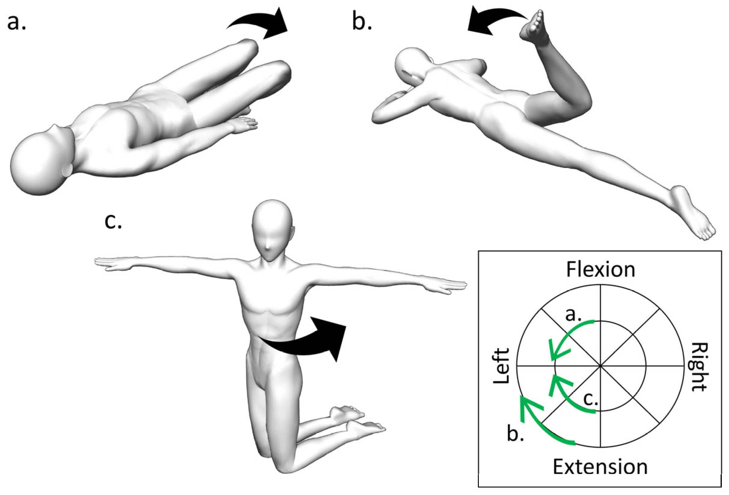 Flexion Movement Flexion And Extension Anatomy Body Movement Terms