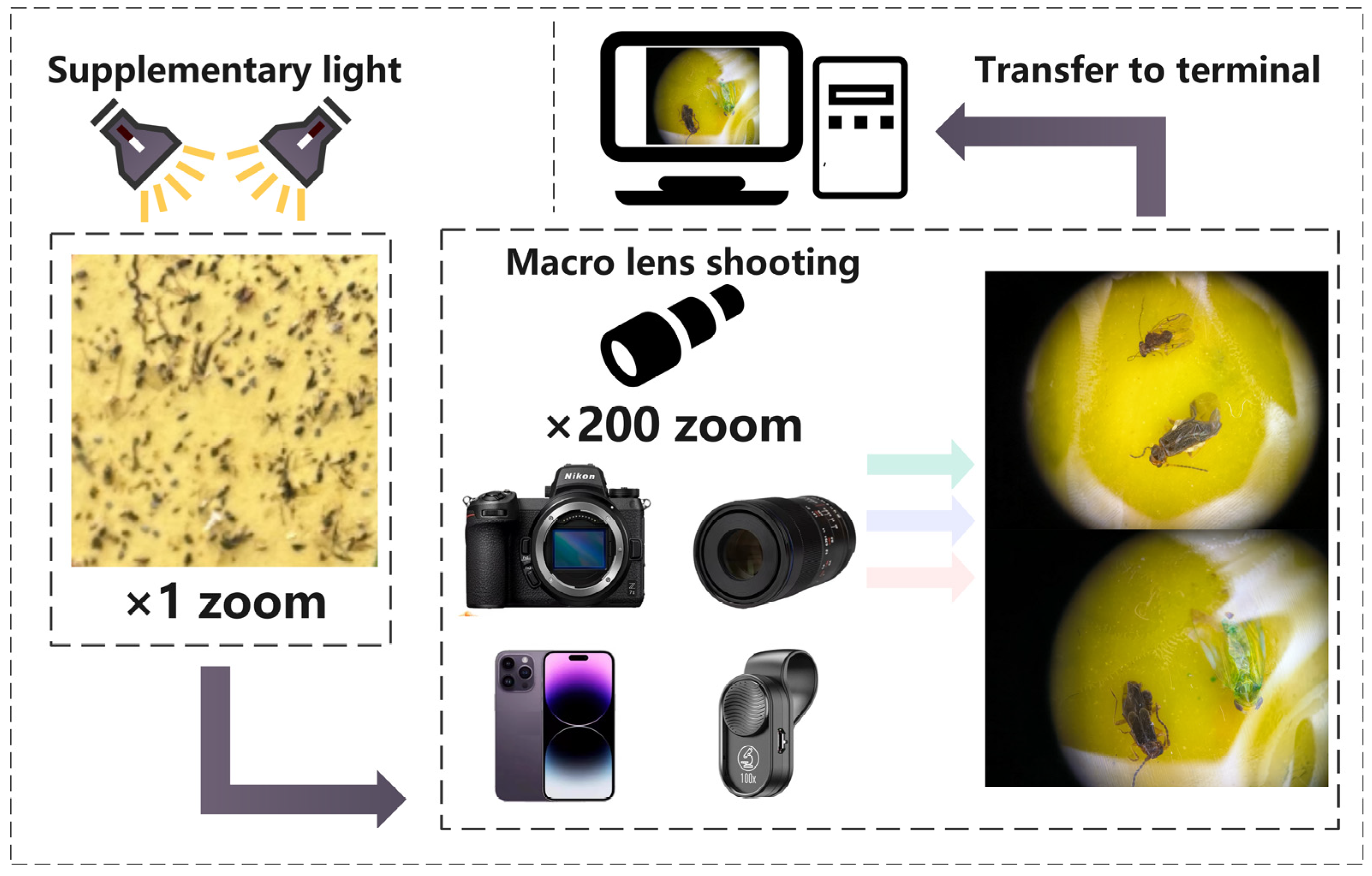 YOLOv8n-WSE-Pest: A Lightweight Deep Learning Model Based on YOLOv8n ...