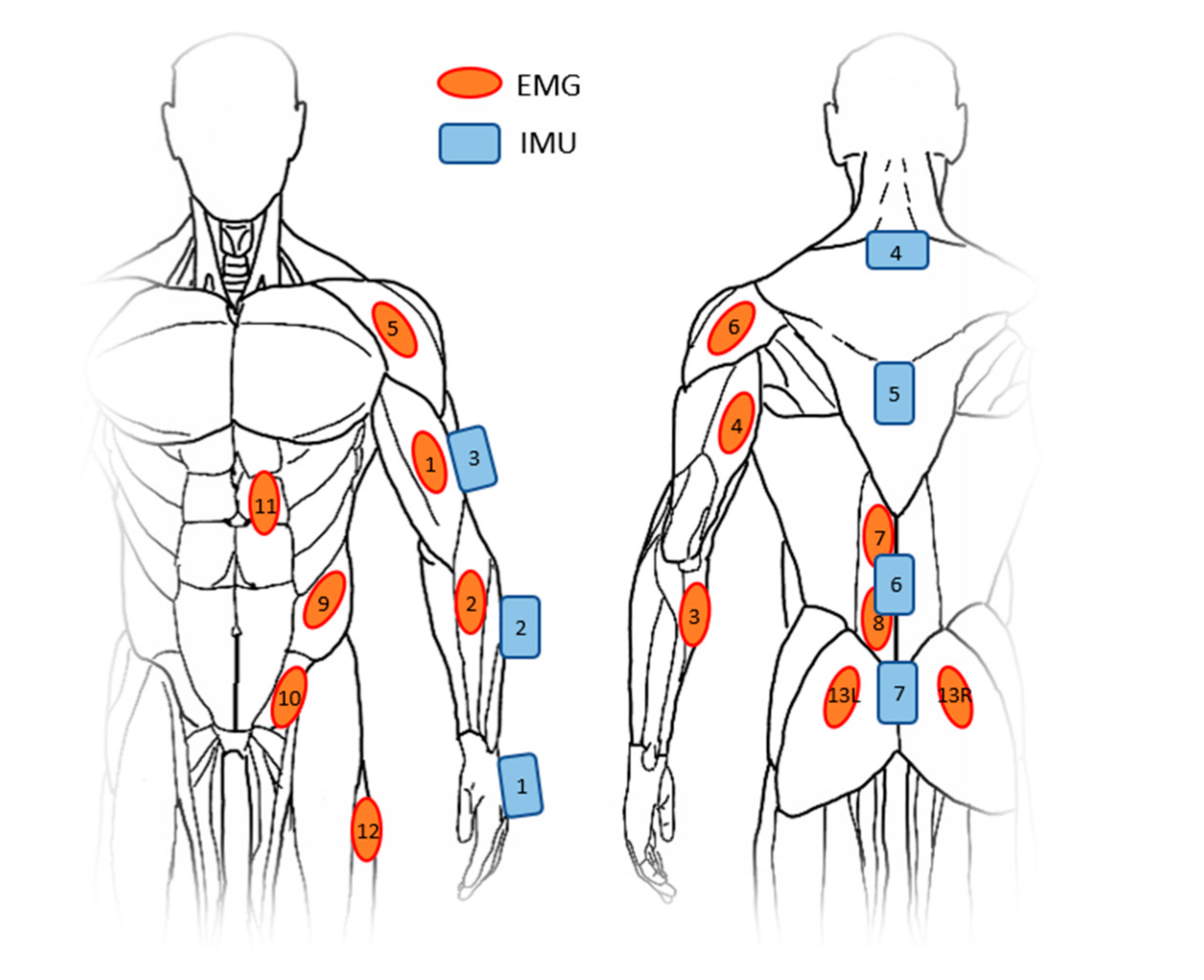 Influence of Neuromuscular Activity and Technical Determinants on Scull ...