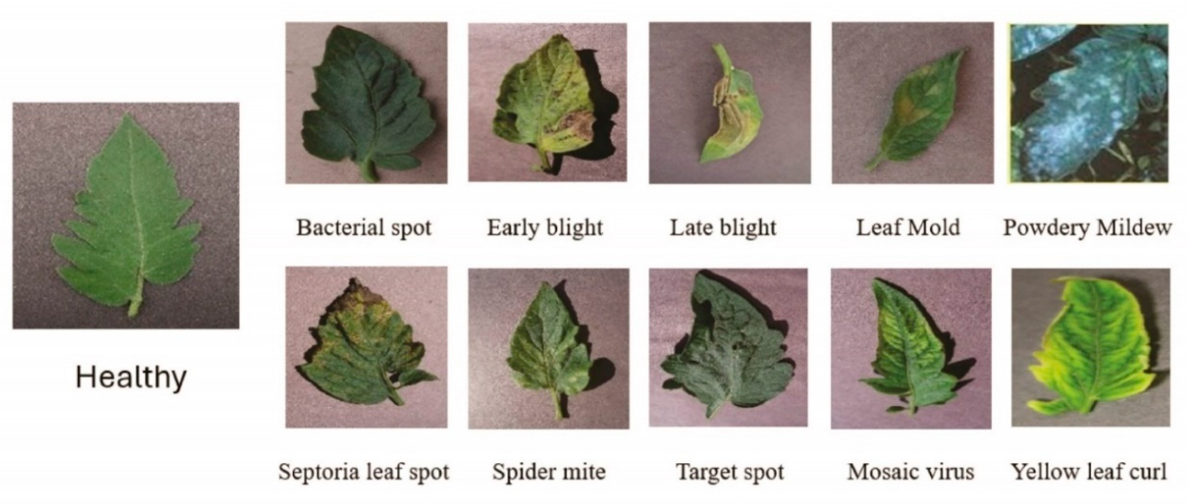 Optimizing Plant Disease Classification with Hybrid Convolutional ...