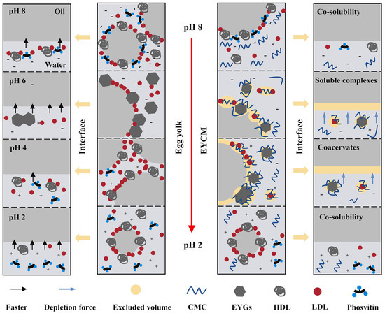 Egg Yolk, a Multifunctional Emulsifier: New Insights on Factors ...