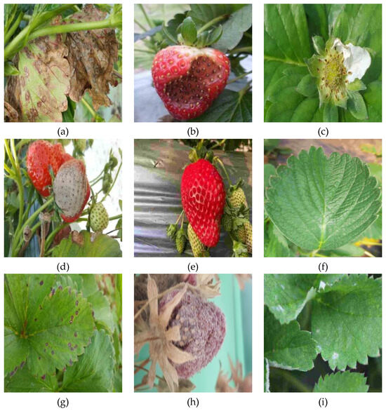 BHI-YOLO: A Lightweight Instance Segmentation Model for Strawberry Diseases