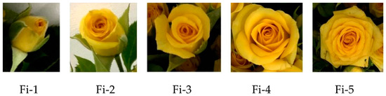 Flowering Index Intelligent Detection of Spray Rose Cut Flowers Using ...