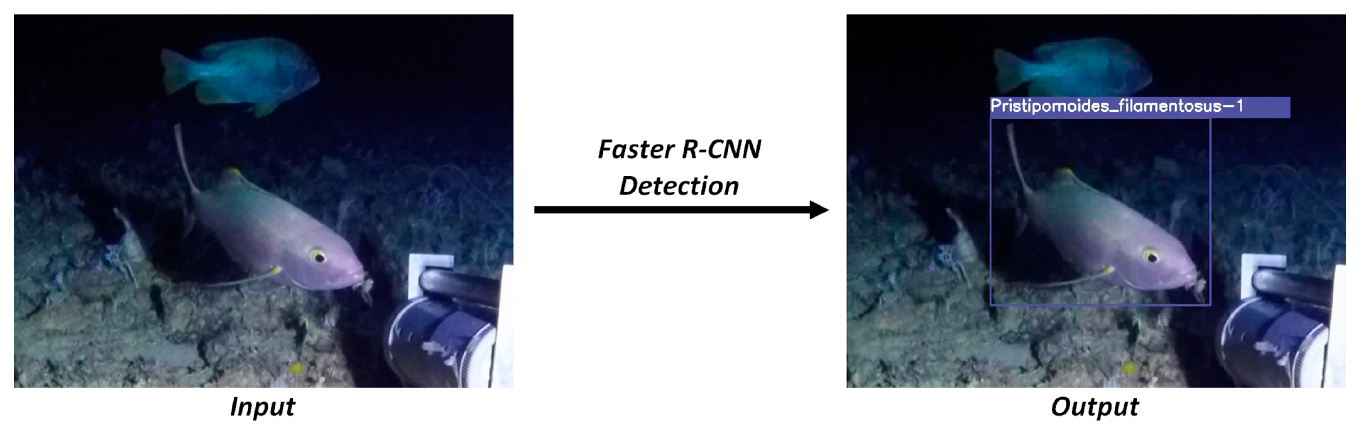 Improving CNN Fish Detection and Classification with Tracking