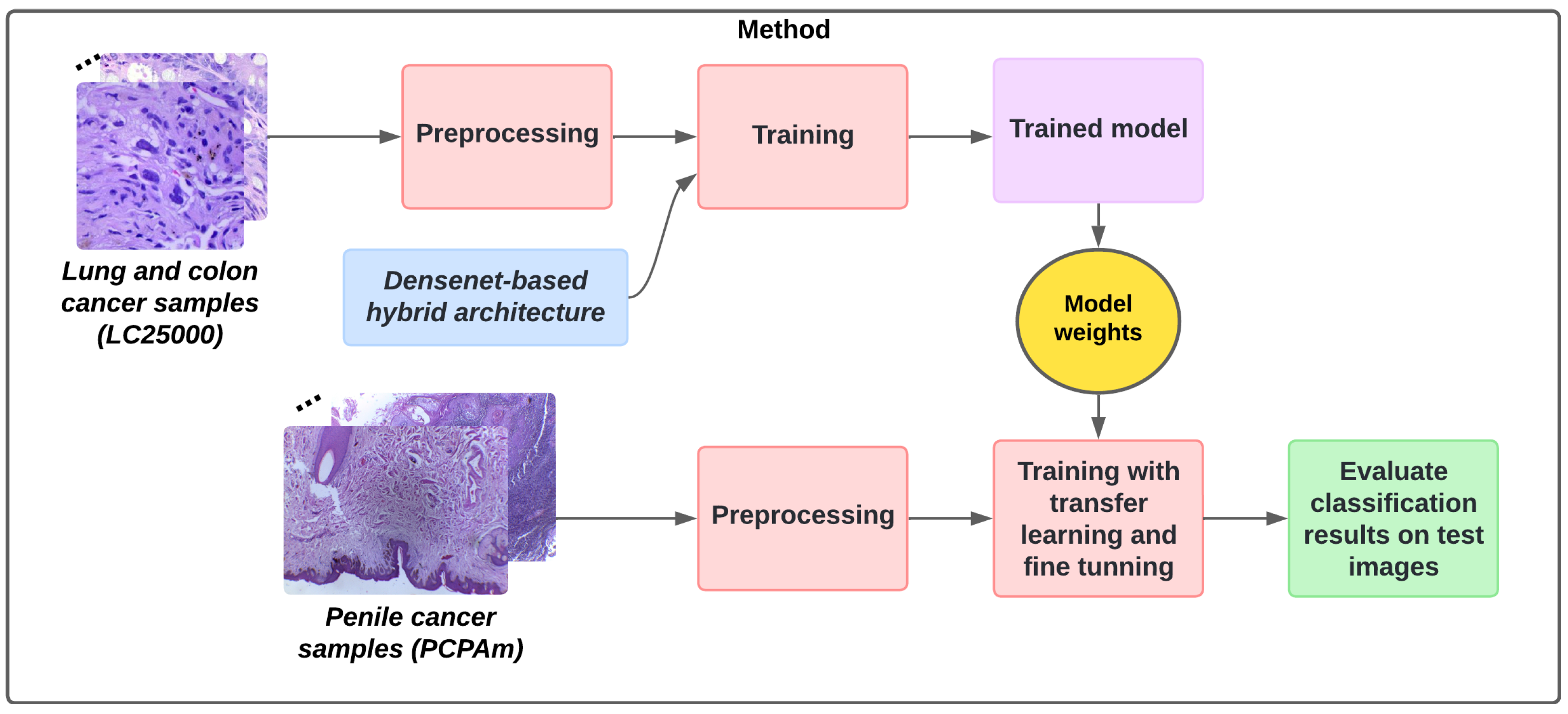 Building a DenseNet-Based Neural Network with Transformer and MBConv Blocks for Penile Cancer ...