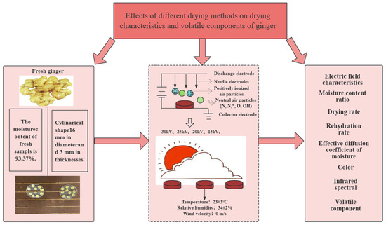Influence of Electrohydrodynamics on the Drying Characteristics and ...