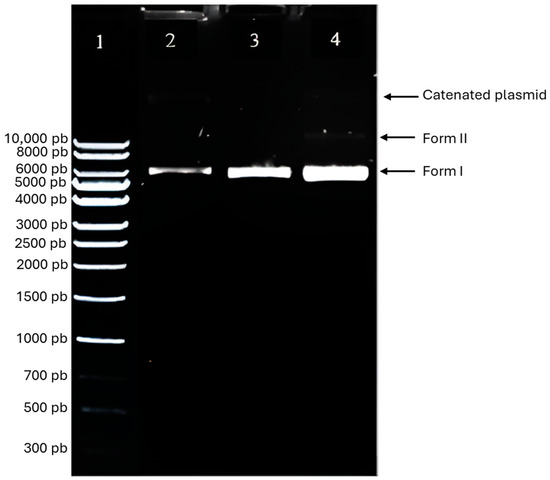 Cationic Lipid Derived from a Basic Amino Acid: Design and Synthesis