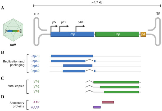 Application of the Insect Cell-Baculovirus Expression Vector System in ...