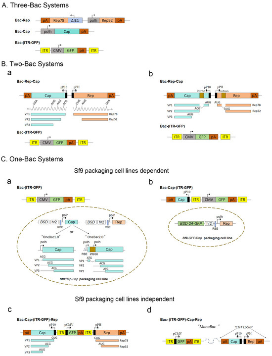 Application of the Insect Cell-Baculovirus Expression Vector System in ...