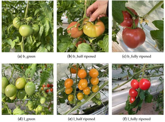A Method for Detecting Tomato Maturity Based on Deep Learning