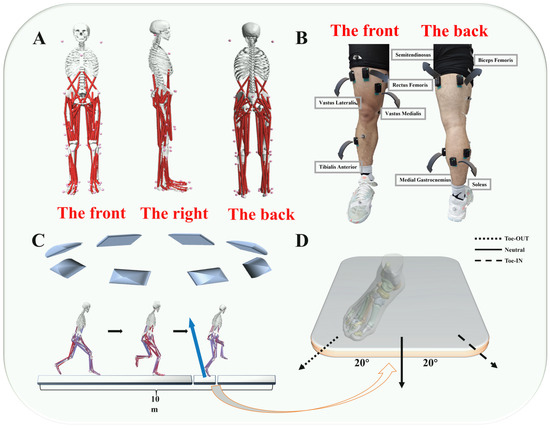 Exploring the Relationship Between Foot Position and Reduced Risk of ...