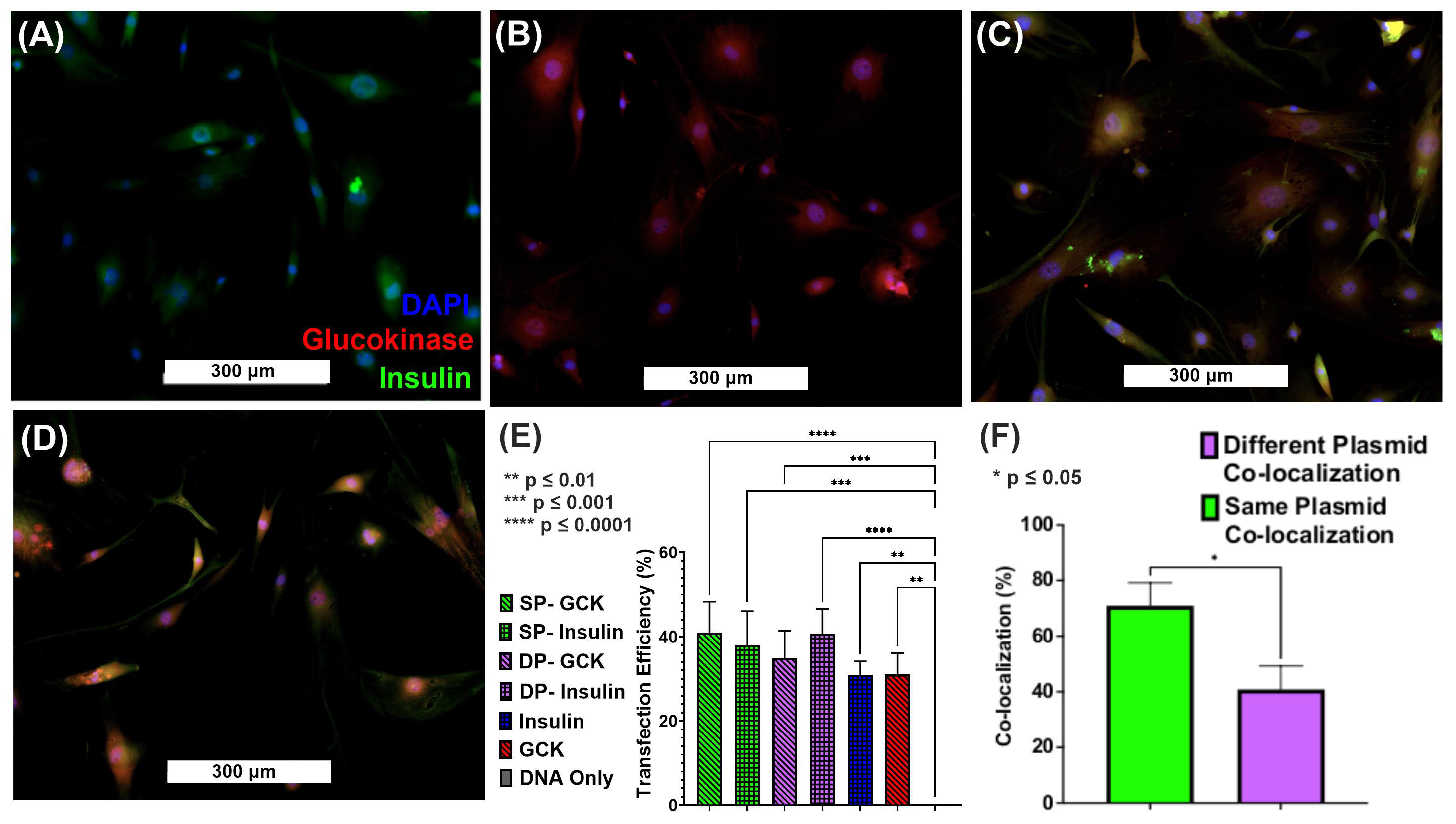 Localized In Vivo Electro Gene Therapy (LiveGT)-Mediated Skeletal ...