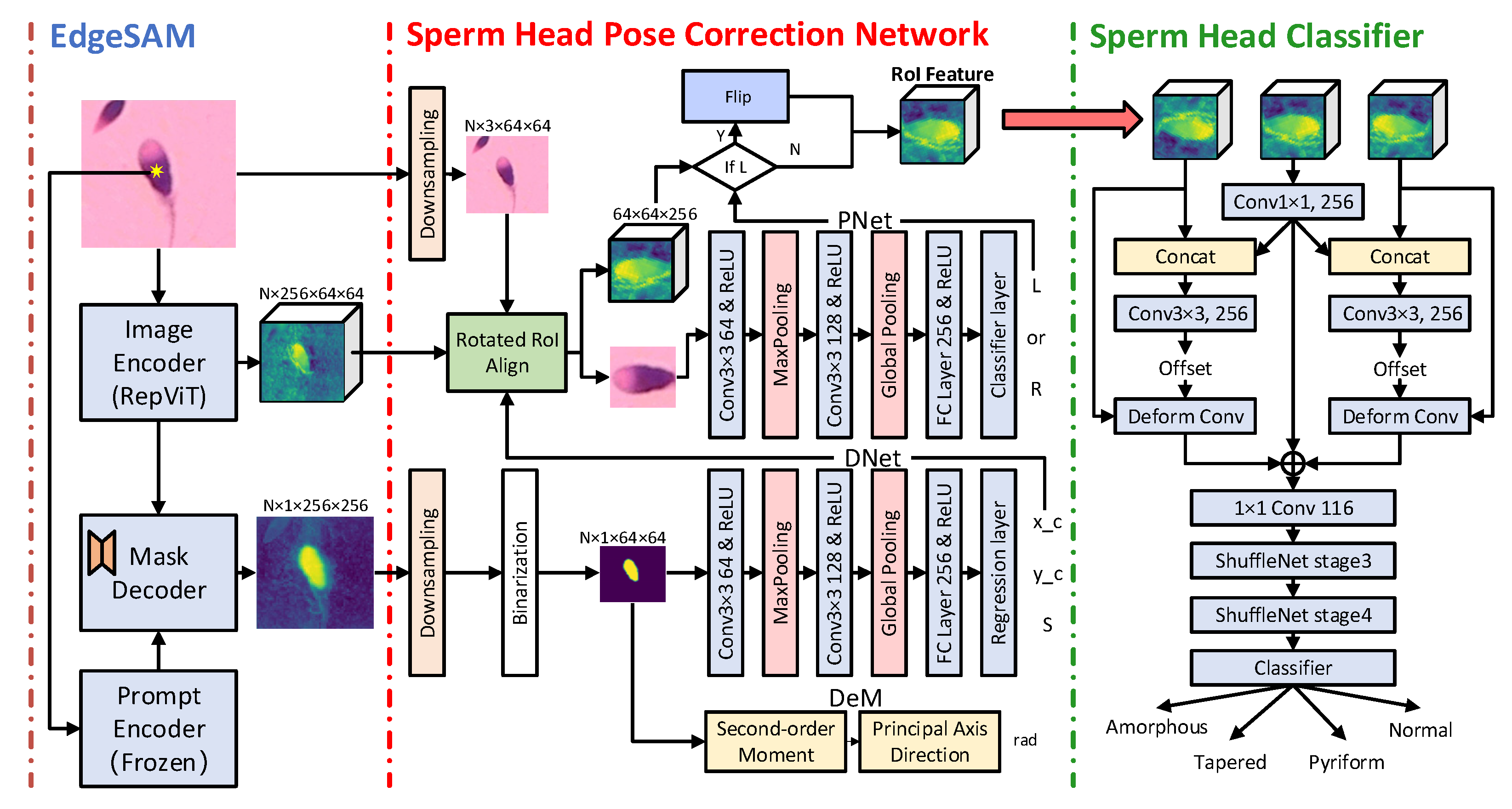Automated Deep Learning Model for Sperm Head Segmentation, Pose Correction, and Classification
