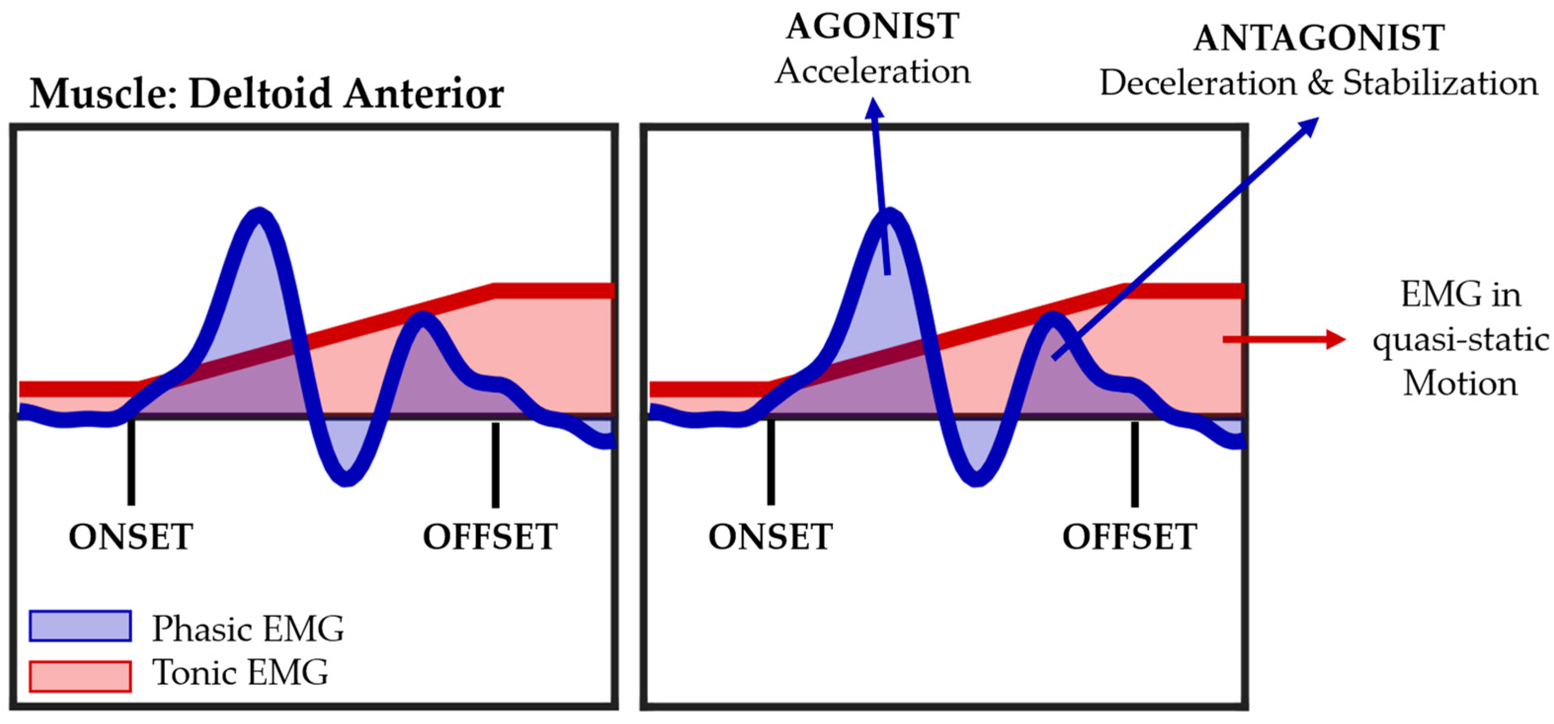 How Recent Findings in Electromyographic Analysis and Synergistic ...
