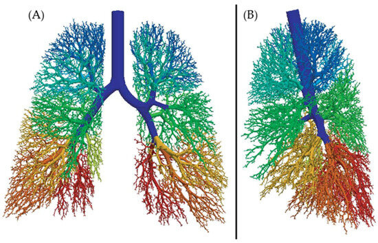 Forward Computational Modeling of Respiratory Airflow