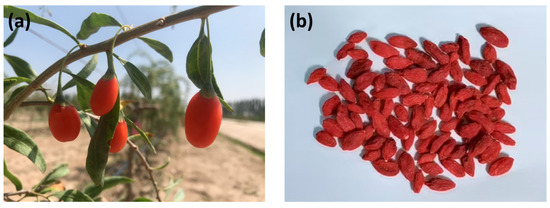 Advances in the Study of Bioactive Compounds and Nutraceutical ...