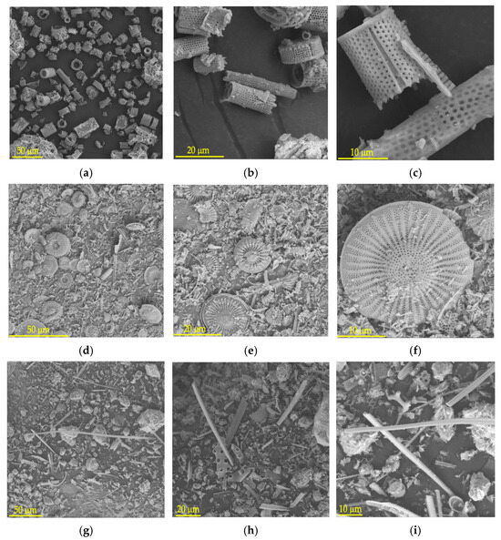 Micromechanical Characterization of Diatom Frustules of Multiple Origin