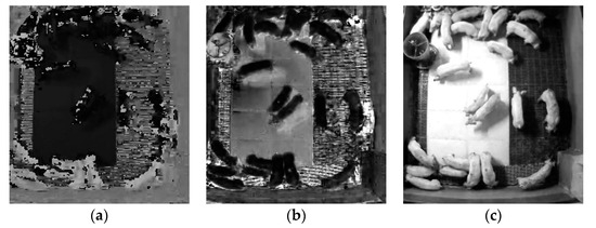 Depth-Oriented Gray Image for Unseen Pig Detection in Real Time