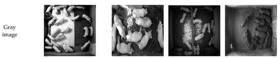 Depth-Oriented Gray Image for Unseen Pig Detection in Real Time
