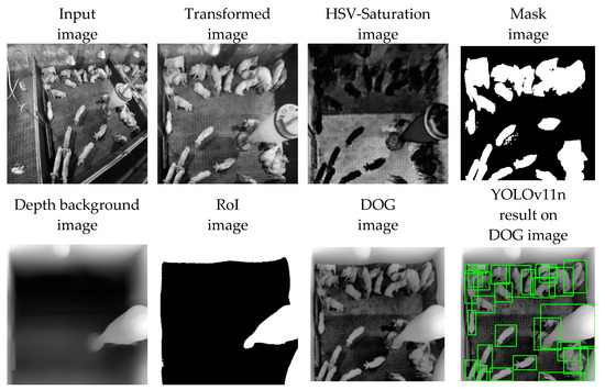 Depth-Oriented Gray Image for Unseen Pig Detection in Real Time