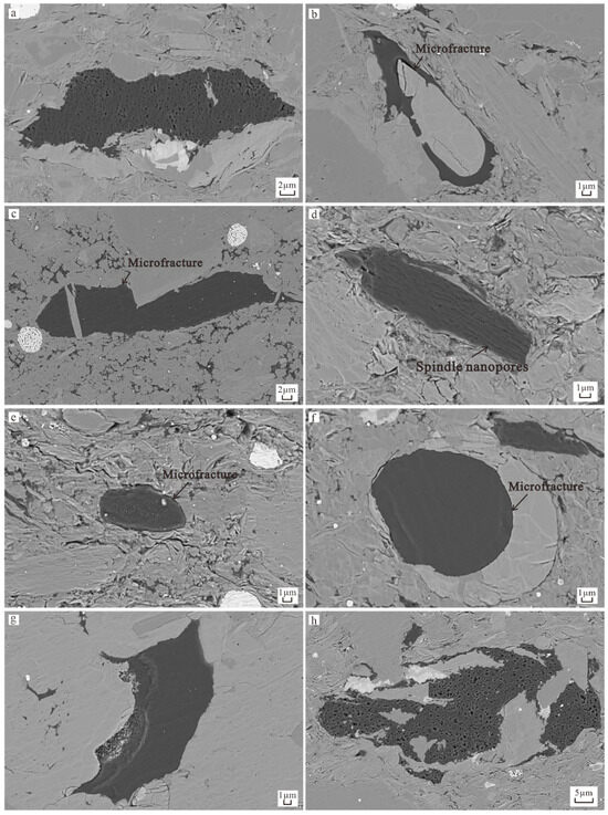 Microscopic Characteristics and Formation of Various Types of Organic ...