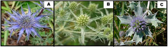 Phytochemical Research and Screening of Pharmacological Activity in ...