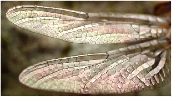 Dragonfly-Inspired 3D Bionic Folding Grid Structure Design